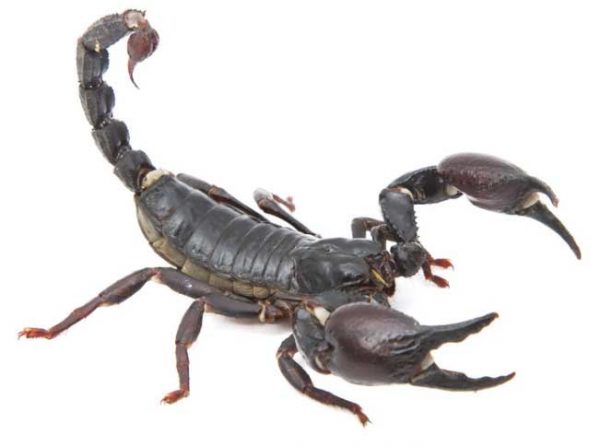 Scorpions – Colorado Central Magazine