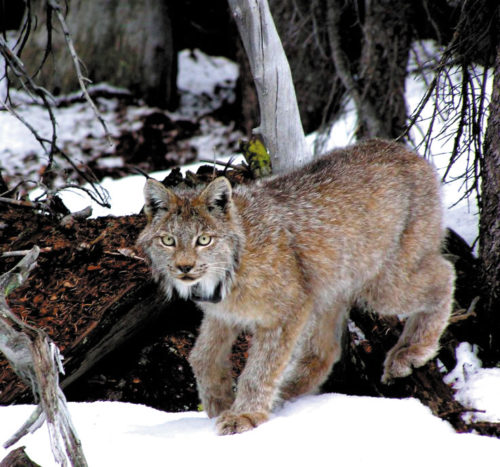 Colorado’s Three Native Cats – Colorado Central Magazine