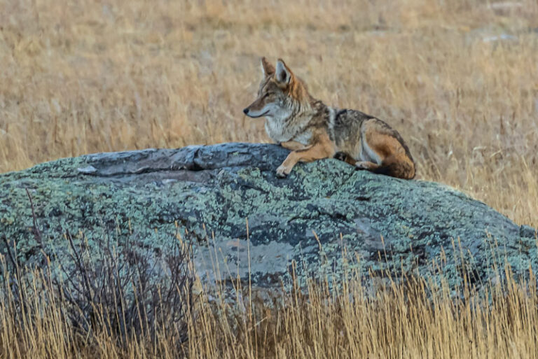 The Natural World: Coyote – Colorado Central Magazine
