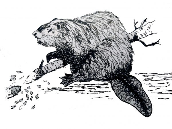 American Beavers – Colorado Central Magazine